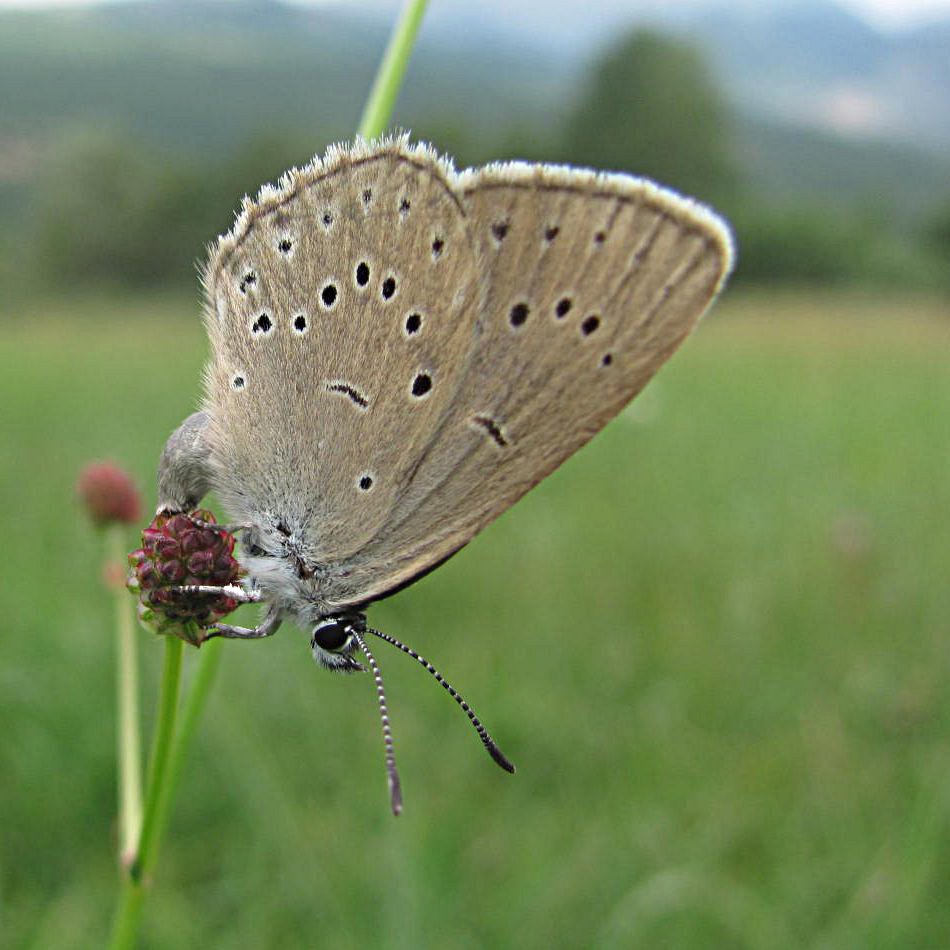 Maculinea teleius | Plan National d'Actions Maculinea
